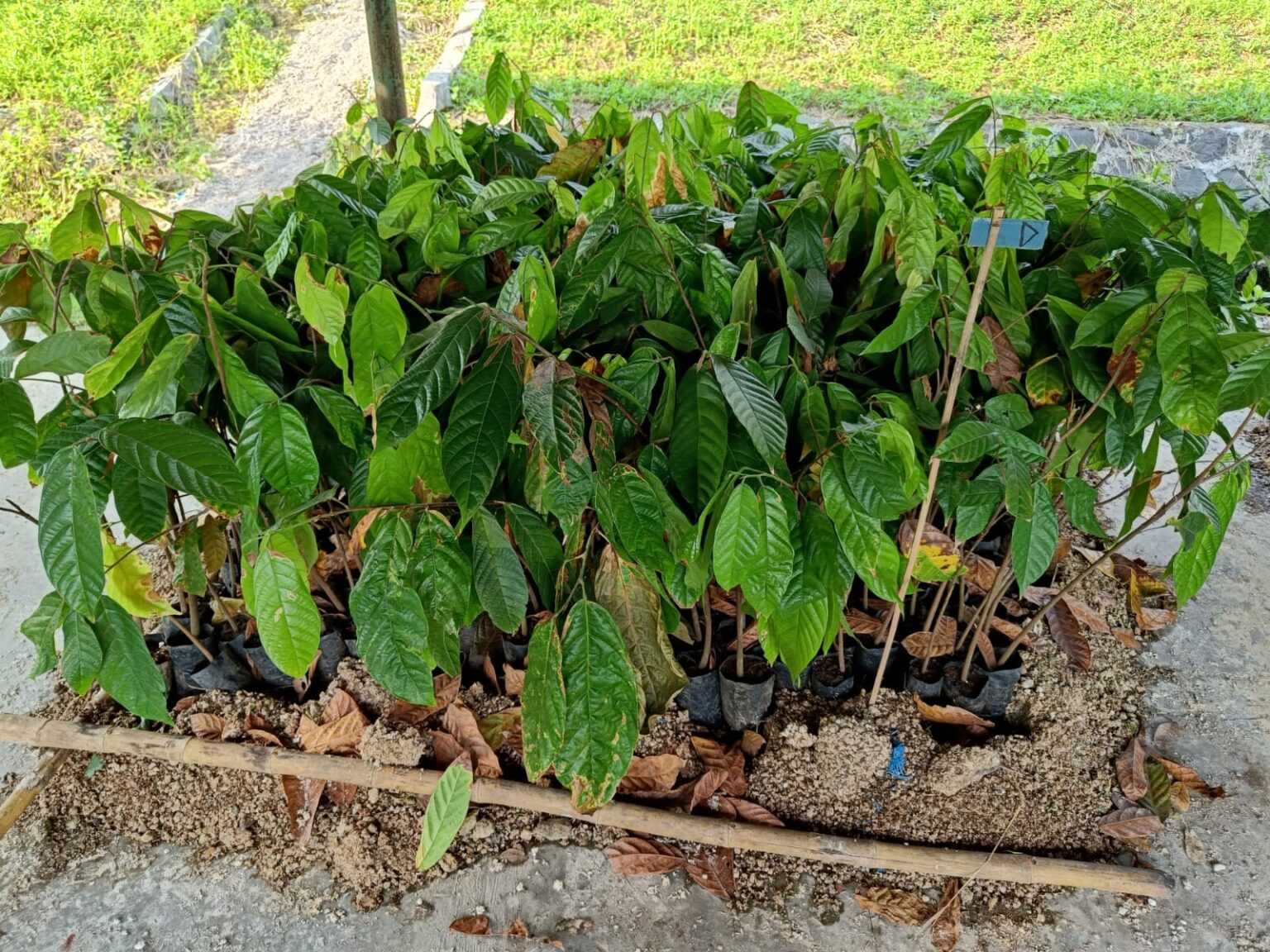 Premium Indonesian Cacao & Chocolate Producer | Java Criollo – Java ...