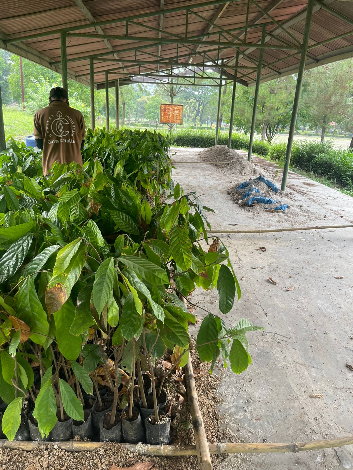 Premium Indonesian Cacao & Chocolate Producer | Java Criollo – Java ...