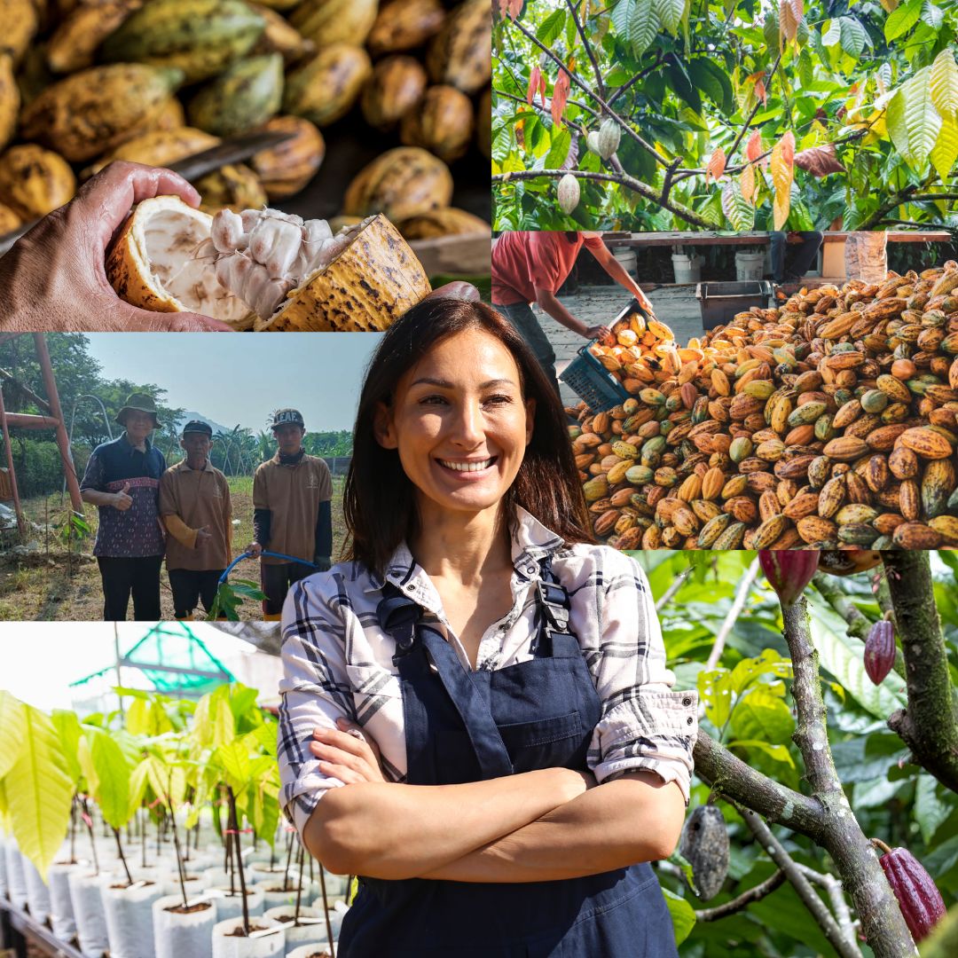 About – Premium Indonesian Cacao & Chocolate Producer | Java Criollo